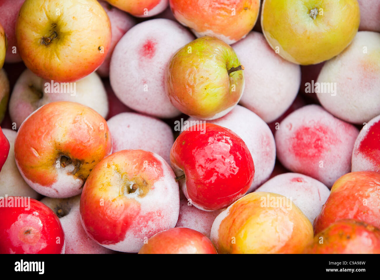 Frozen apples hi-res stock photography and images - Alamy