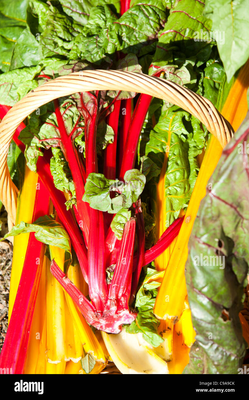 Yellow red chard hi-res stock photography and images - Alamy