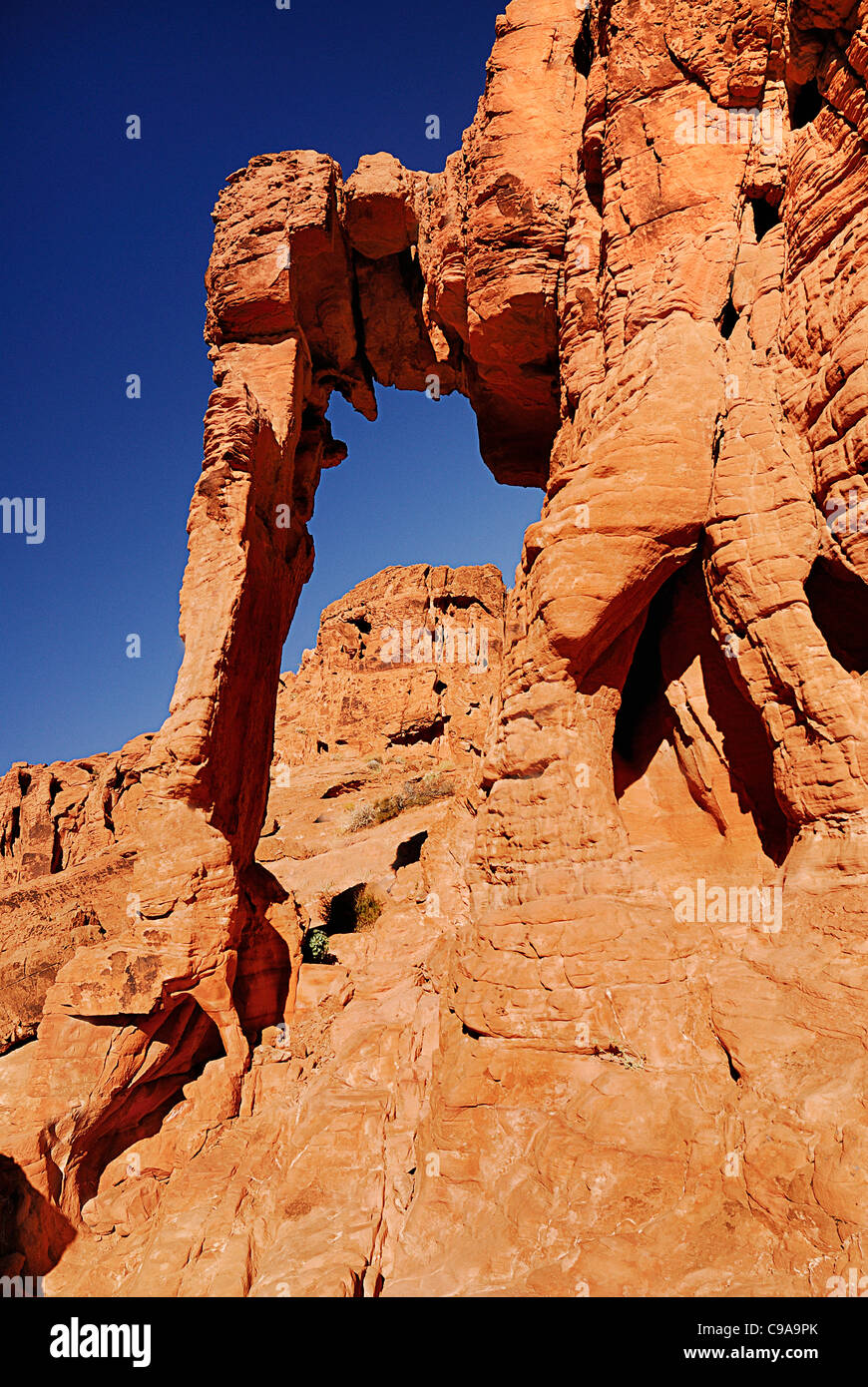 USA, Nevada, Valley of Fire State Park, Elephant shape rock formation ...