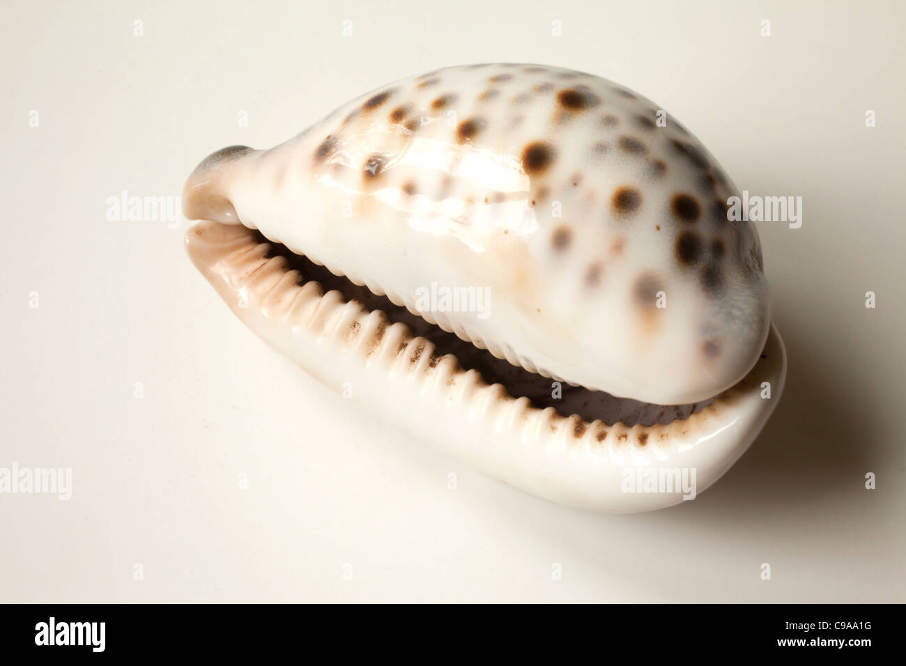 Brown Spots Stock Photos & Brown Spots Stock Images - Alamy