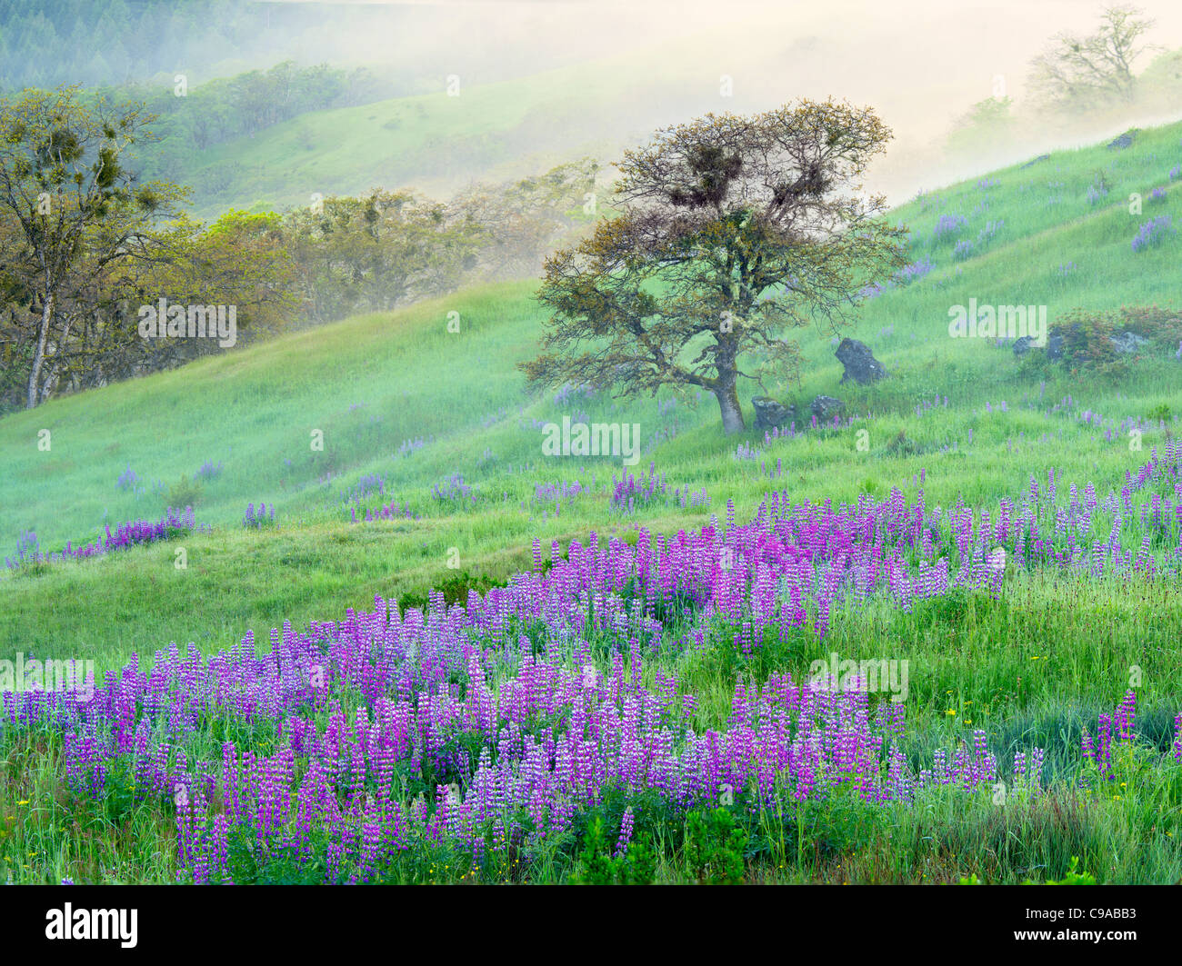 Prairie with lupines, fog and oak tree. Redwood National Park ...