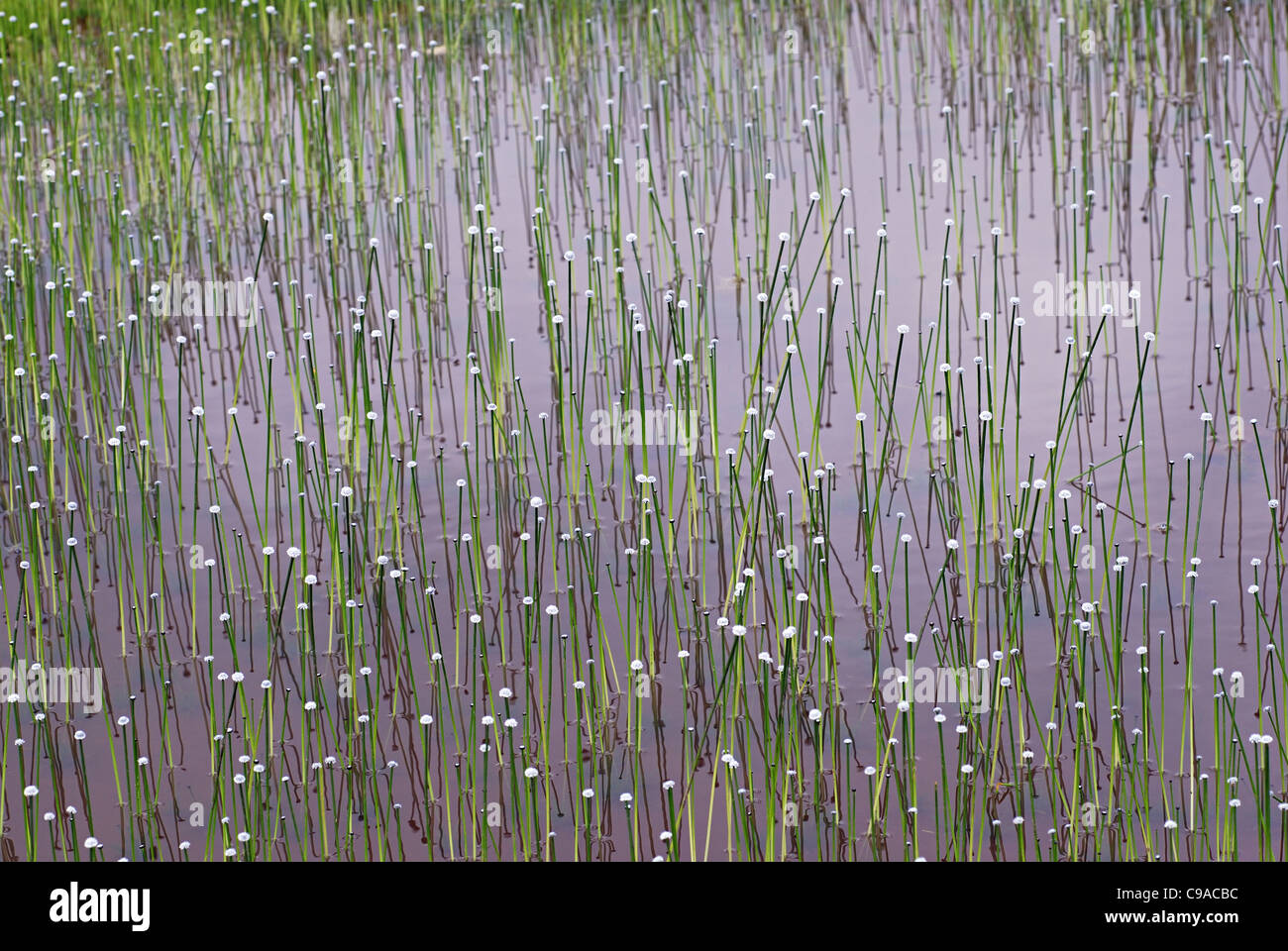 Kass hi-res stock photography and images - Alamy