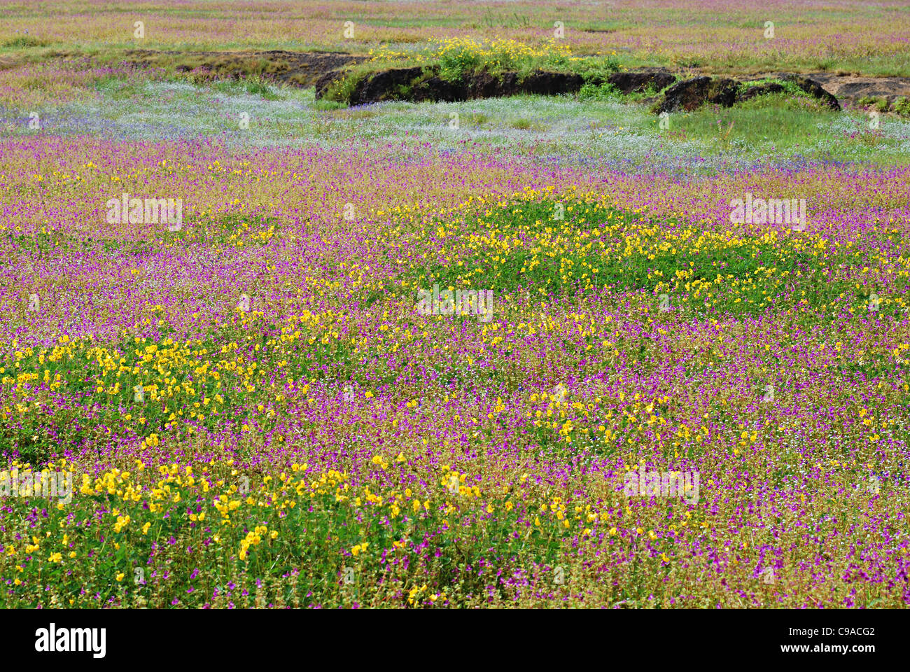 Flora and fauna at Kass plateau, Satara Dist., Maharashtra Stock Photo ...