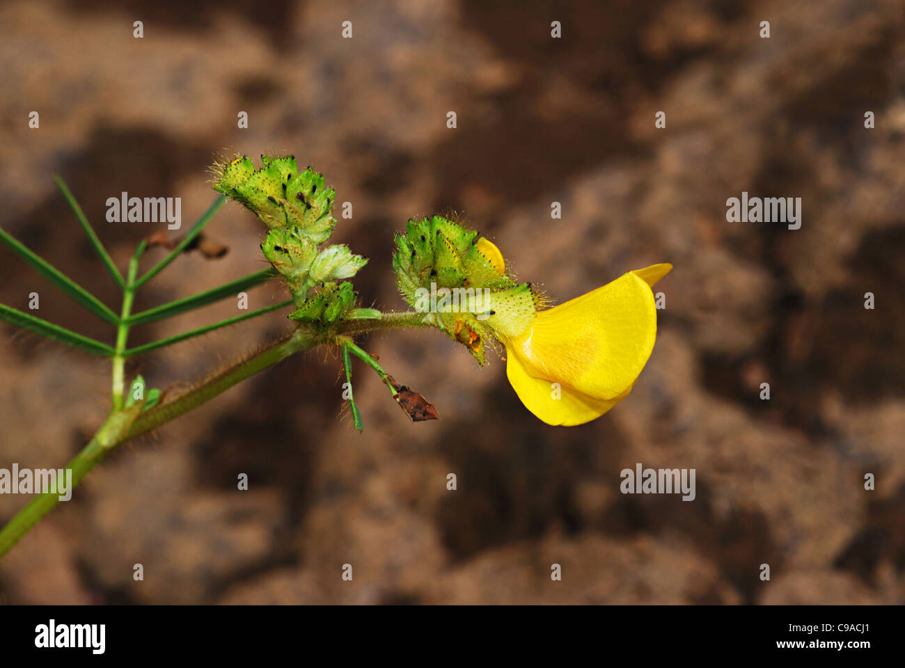 Kass hi-res stock photography and images - Alamy