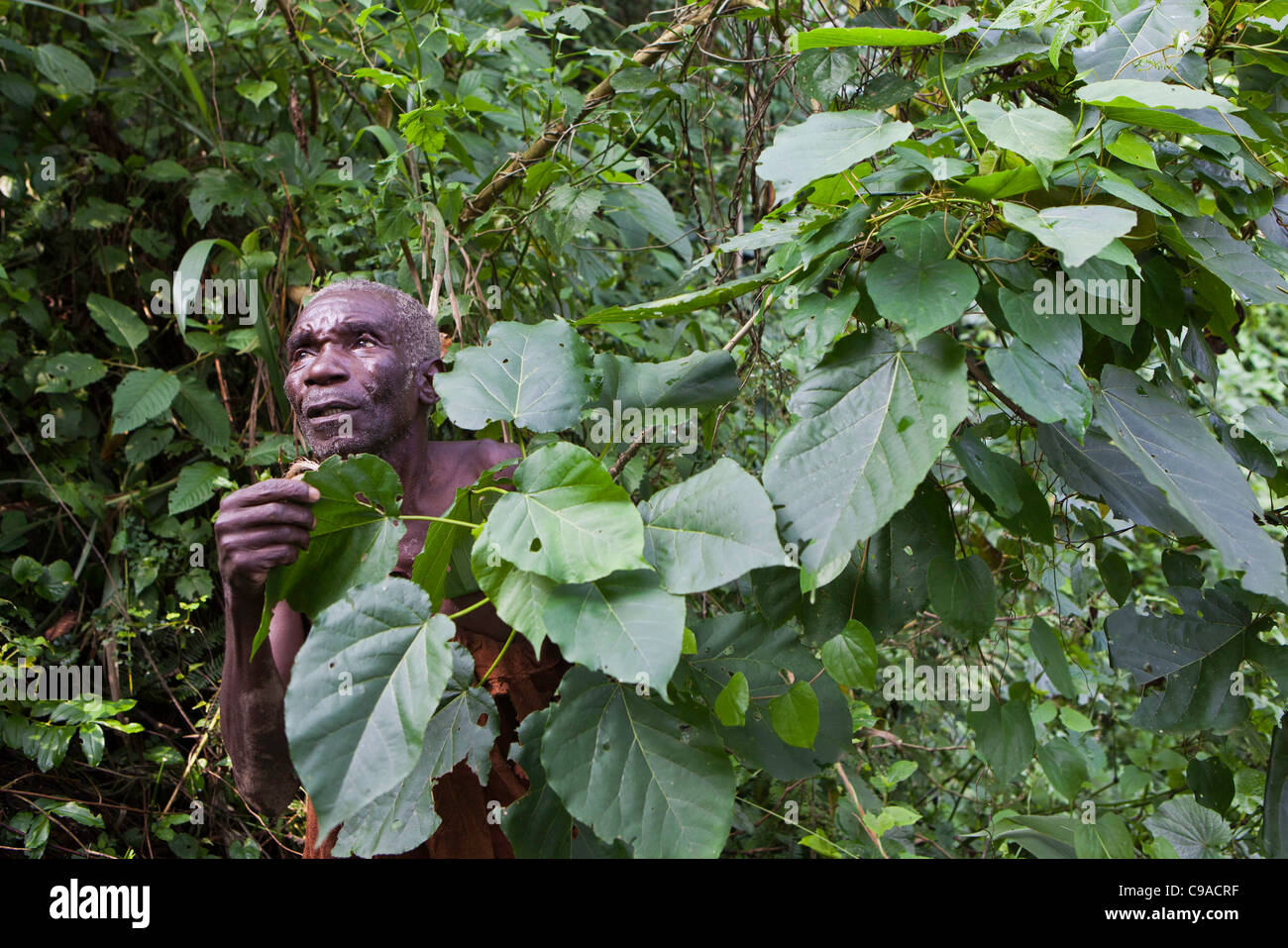 James, one of the elders of the traditional Batwa pygmies from the ...