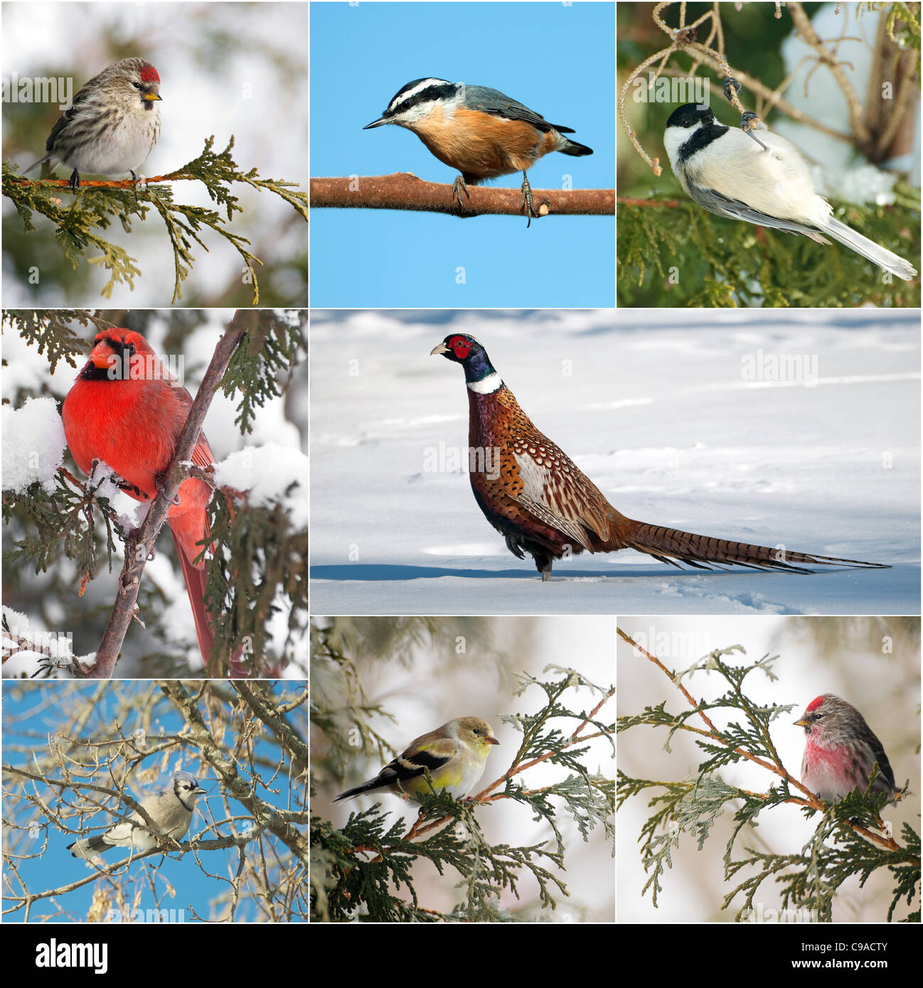 Canadian winter with cardinal hi-res stock photography and images - Alamy