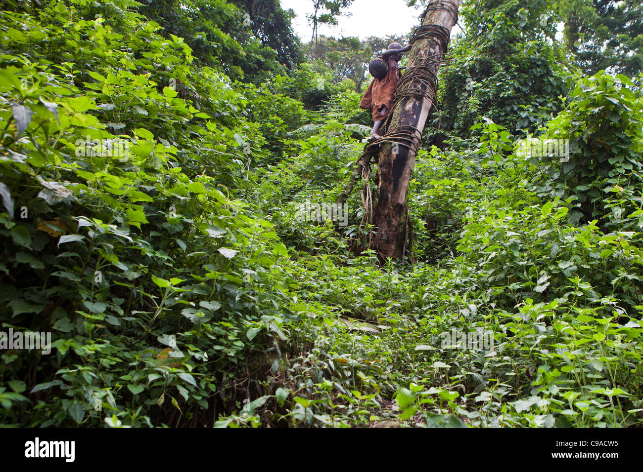 James, one of the village elders of the traditional Batwa pygmies from ...