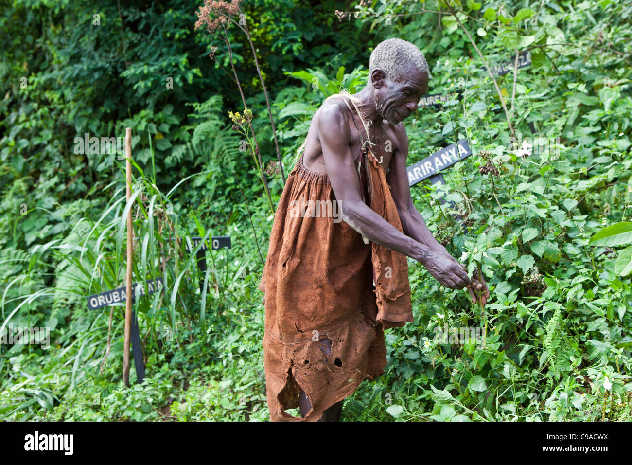 James, one of the village elders of the traditional Batwa pygmies from ...