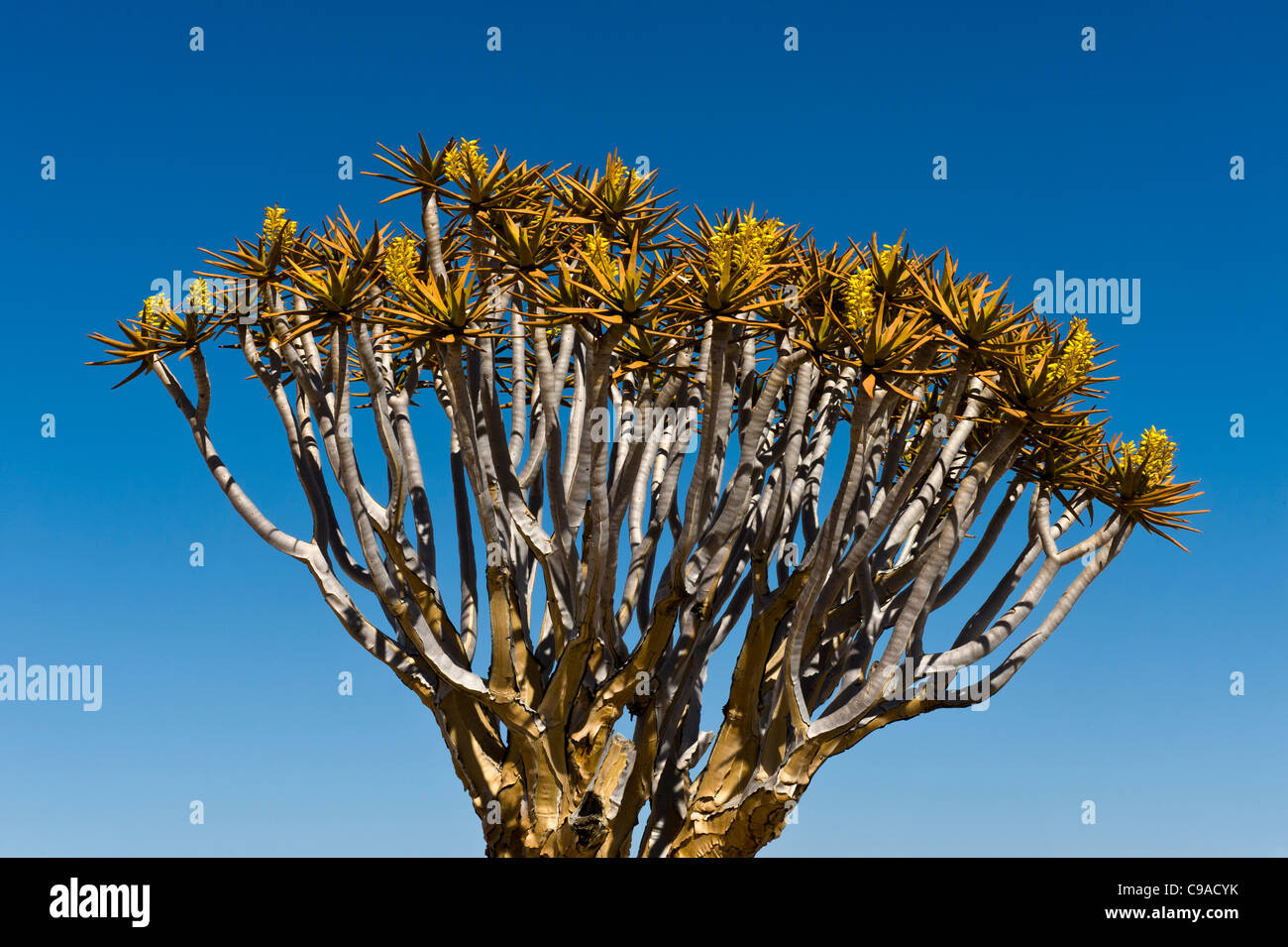 Quiver tree Aloe dichotoma flowering in Karas Region Namibia Stock ...