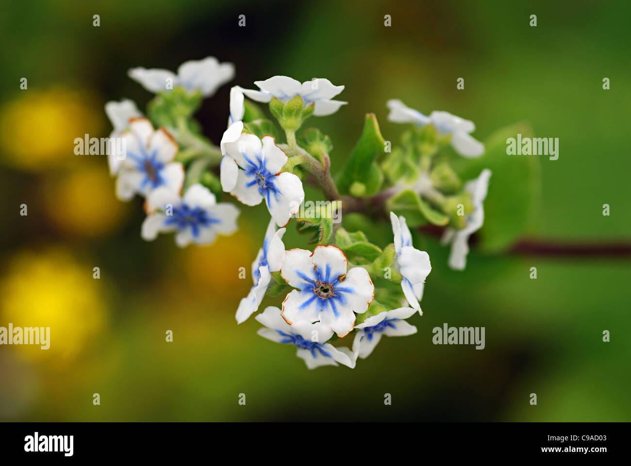 Flowers at Kass plateau, Satara Dist., Maharashtra Stock Photo - Alamy