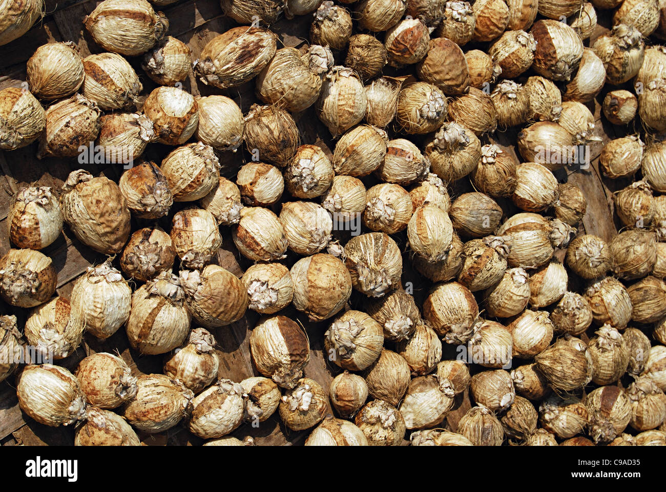 Beetle Nut High Resolution Stock Photography and Images - Alamy