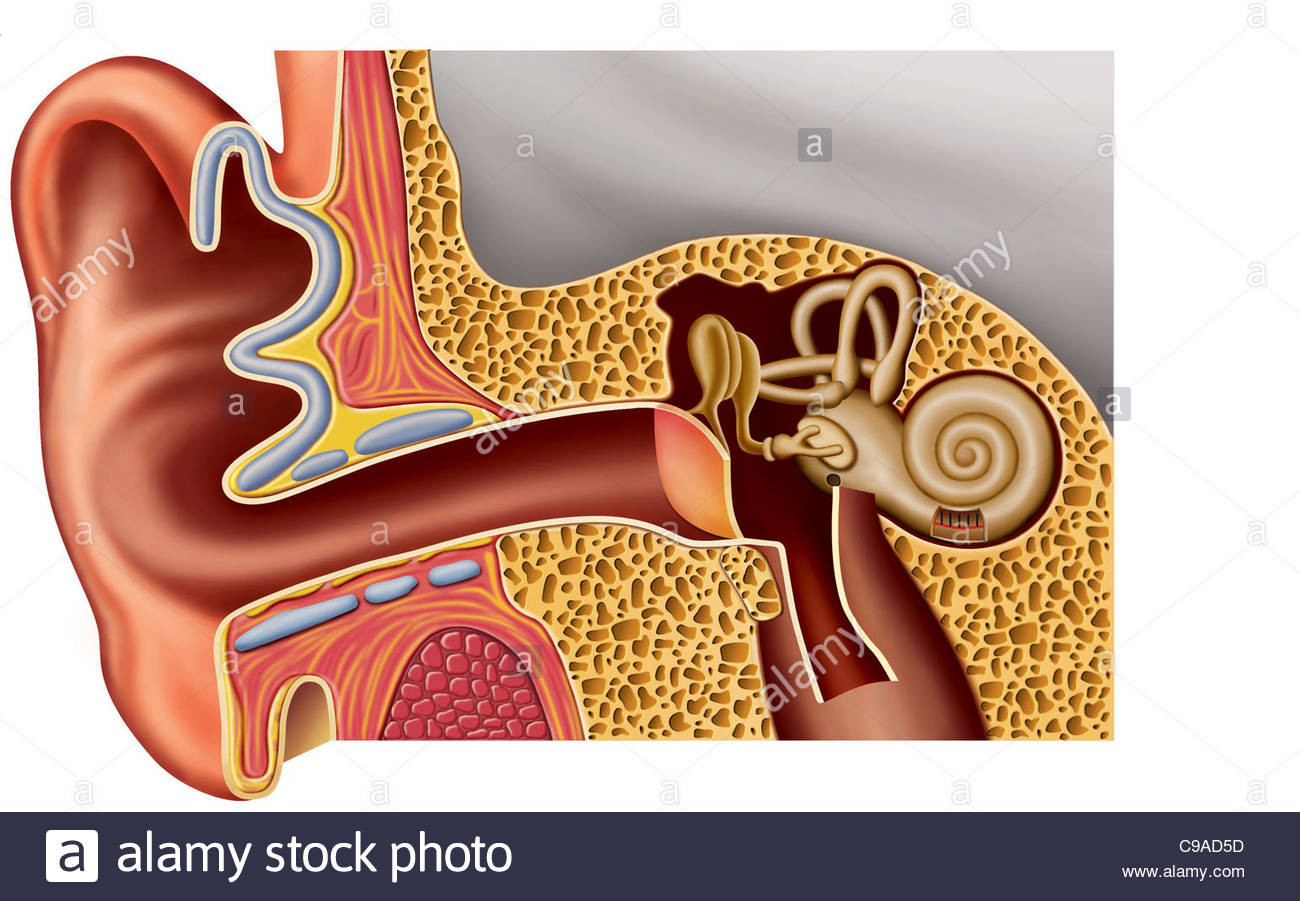 Ear Trumpet Stock Photos & Ear Trumpet Stock Images - Alamy