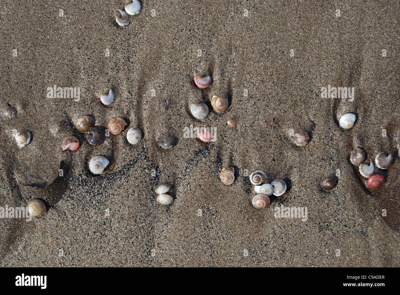 Shells and snails in sand at beach Diveagar, Konkan Stock Photo - Alamy