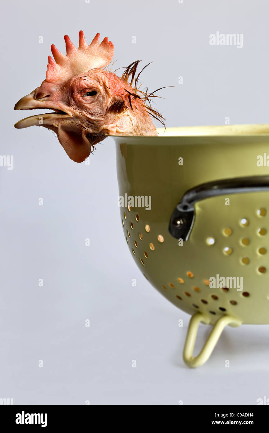 Chickens Head and Cockscomb - Close Up Stock Photo - Alamy