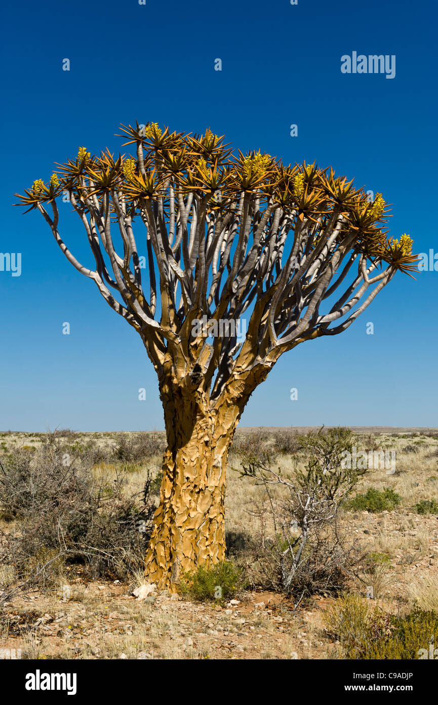 Quiver tree Aloe dichotoma flowering in Karas Region Namibia Stock ...