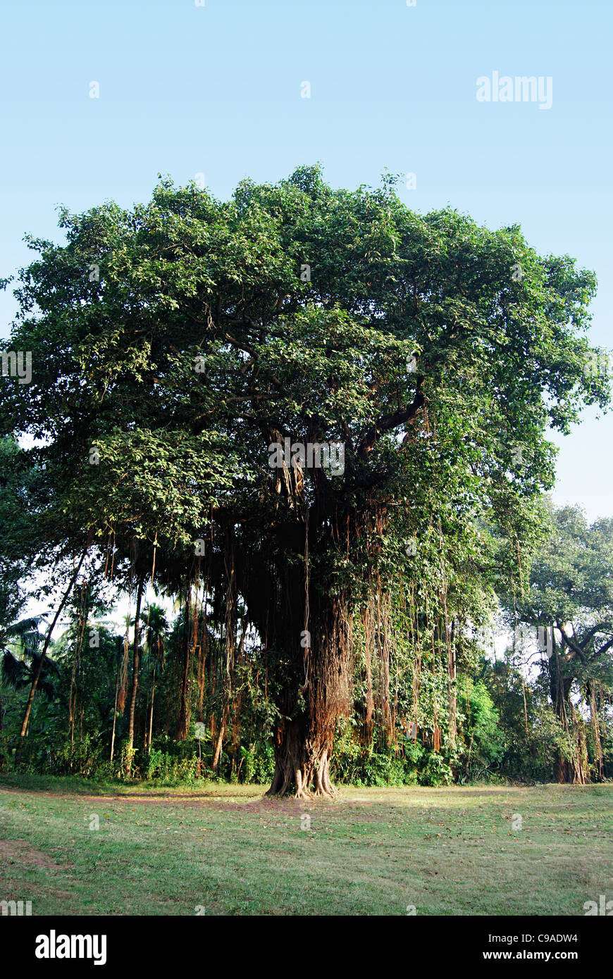 Banyan tree, Dive Aagar, Konkan Stock Photo - Alamy