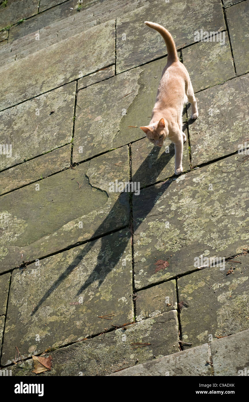 Long shadows formed by Cat,animal, background, black, british, cat ...