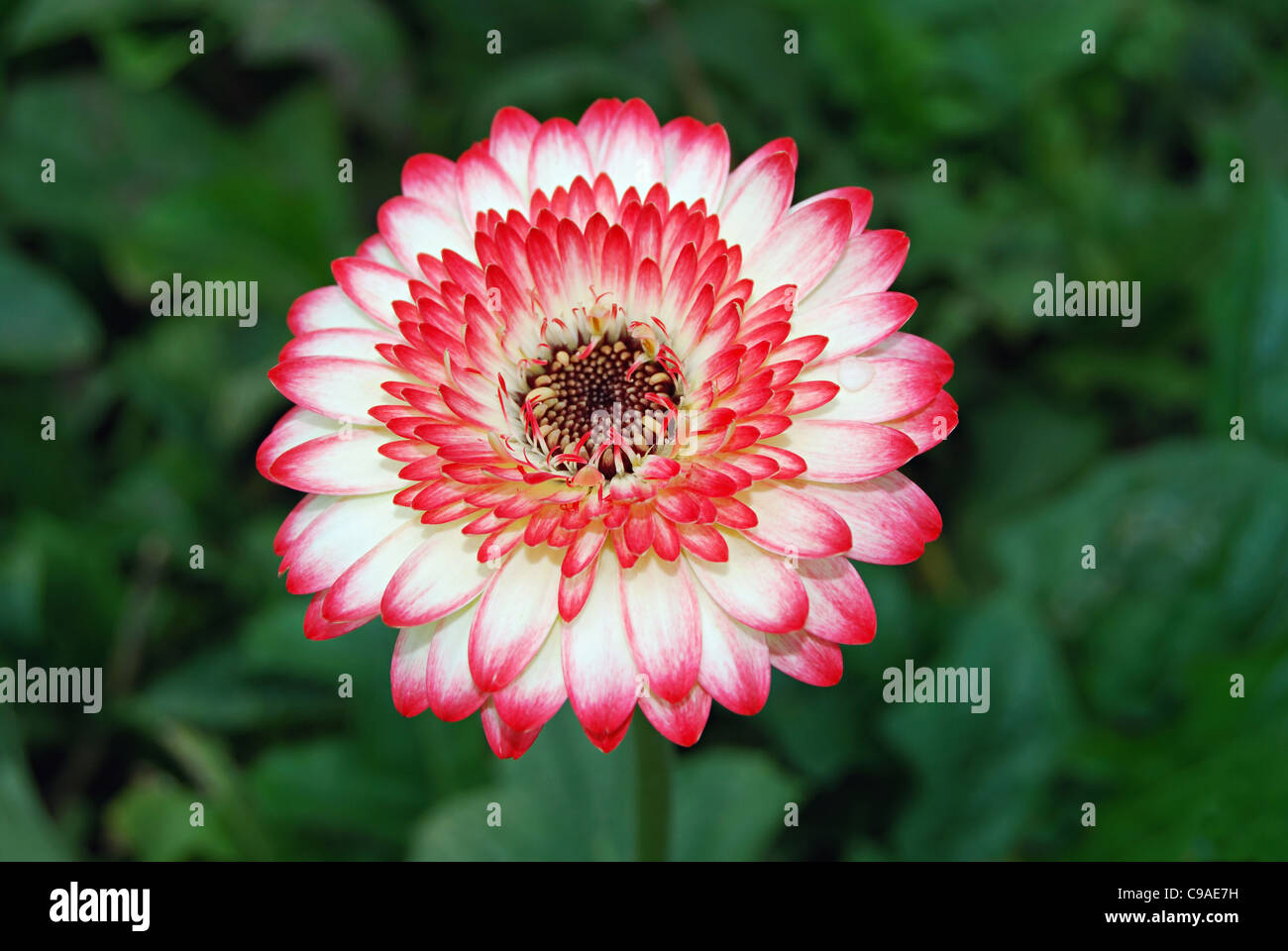 Double petaled pink and white gerbera flower. Ornamental plants from ...