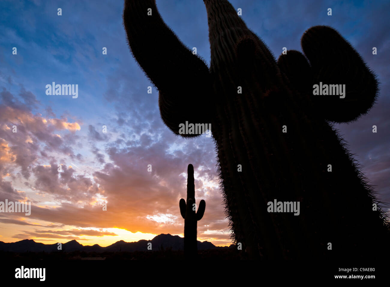 Huge cactus in saguaro national park hi-res stock photography and ...