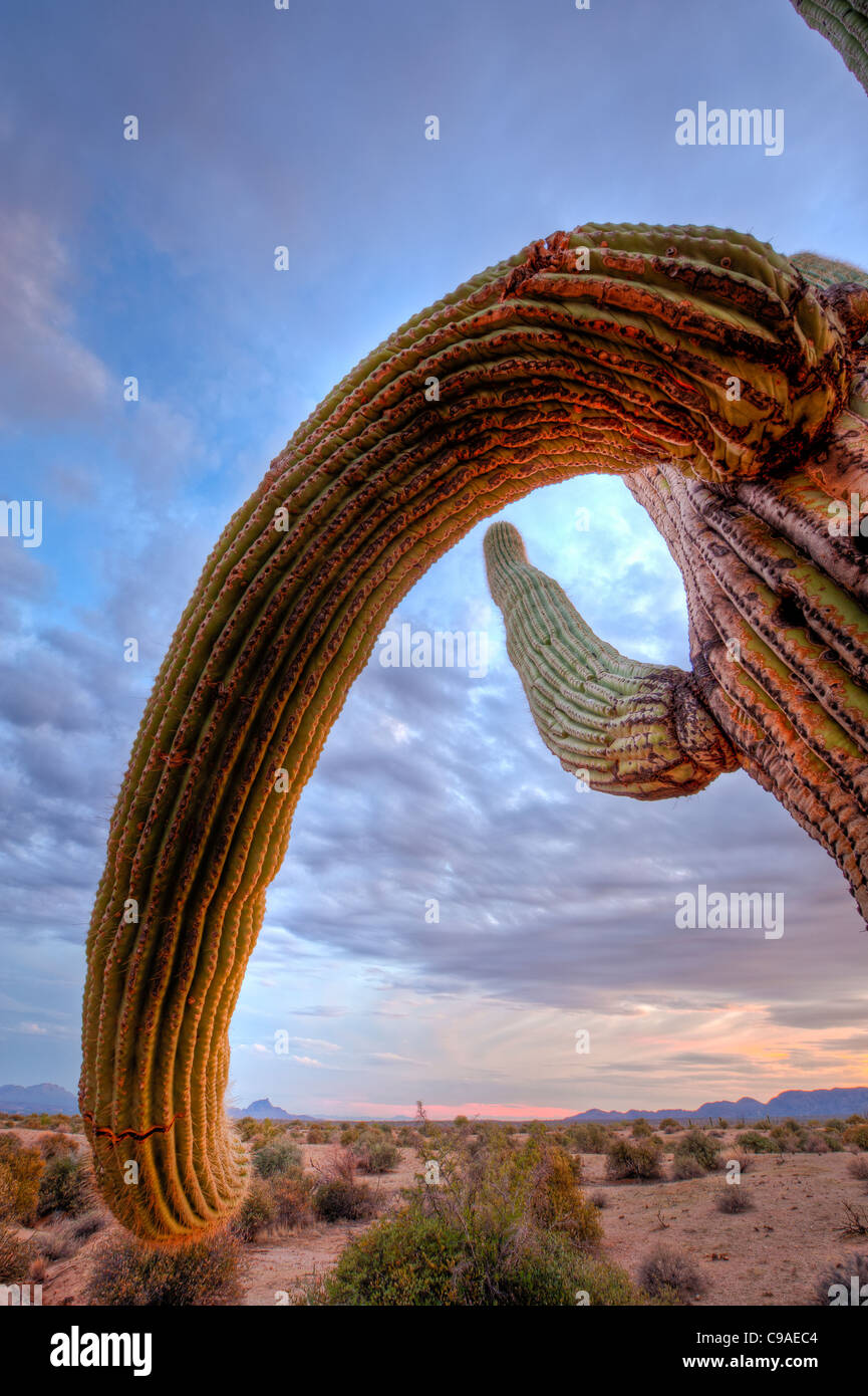 The saguaro ( /səˈwɑroʊ/; scientific name Carnegiea gigantea) is a ...