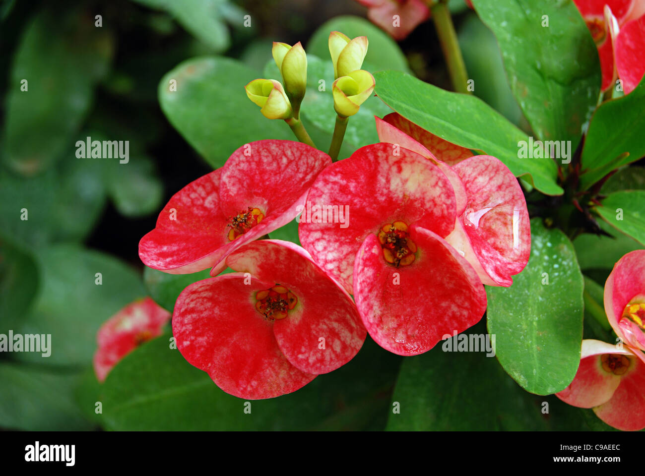 Euphorbia milii (crown of thorns, Christ plant, Christ thorn) Legend ...