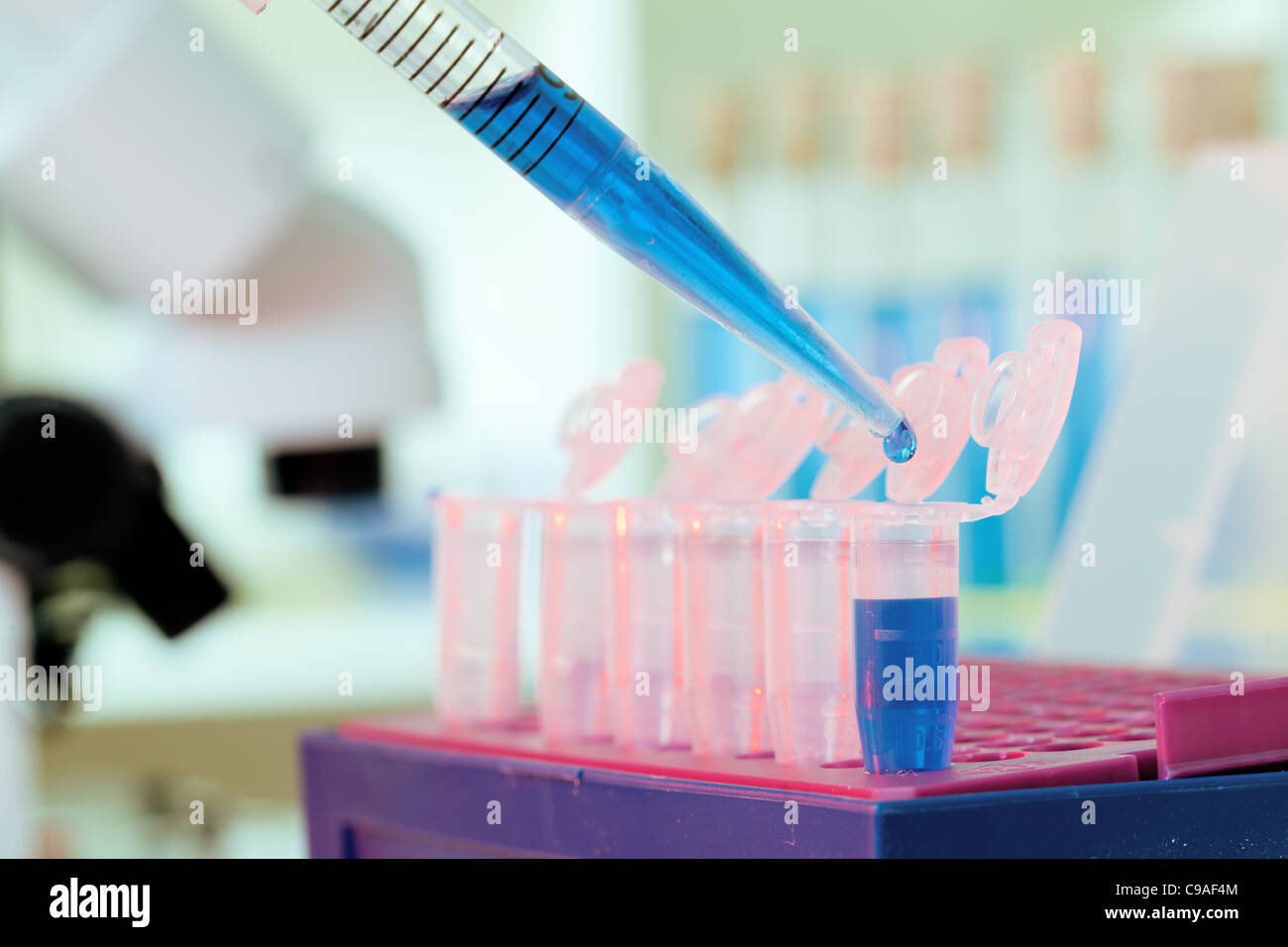 laboratory micro pipette enters the biological solution in a PCR tube ...