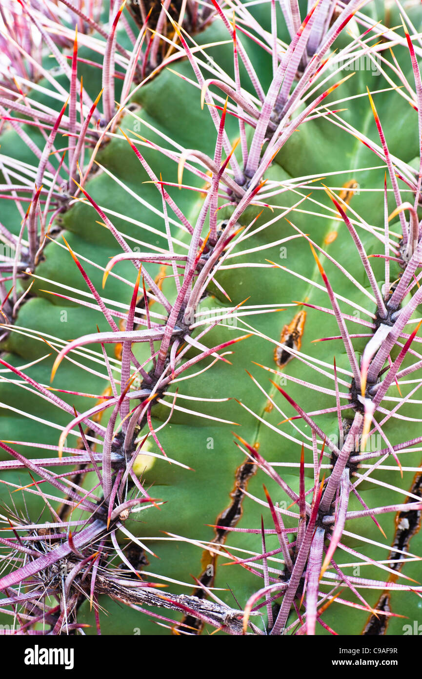 Saguaro cactus ribs hi-res stock photography and images - Alamy