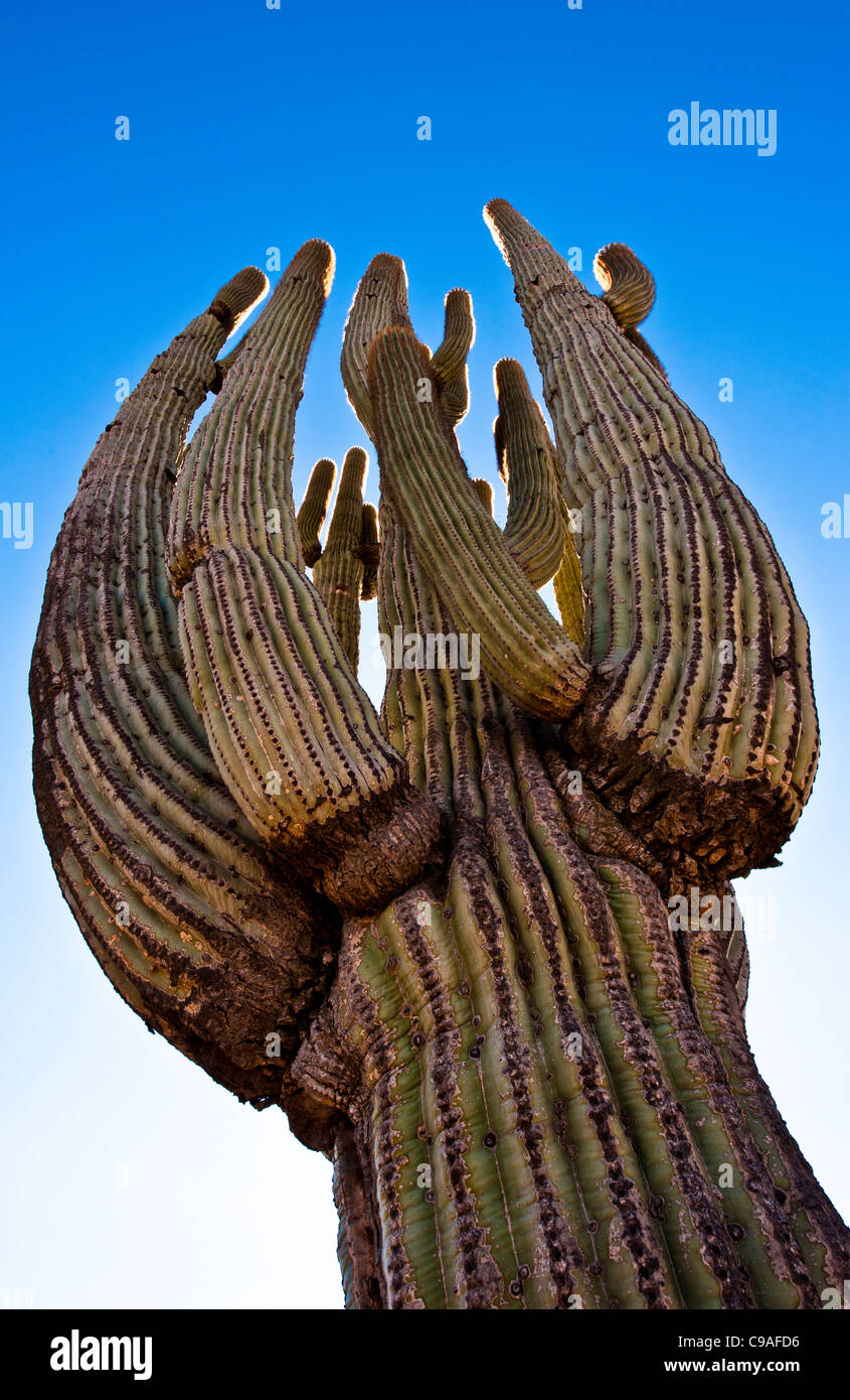 The saguaro ( /səˈwɑroʊ/; scientific name Carnegiea gigantea) is a ...