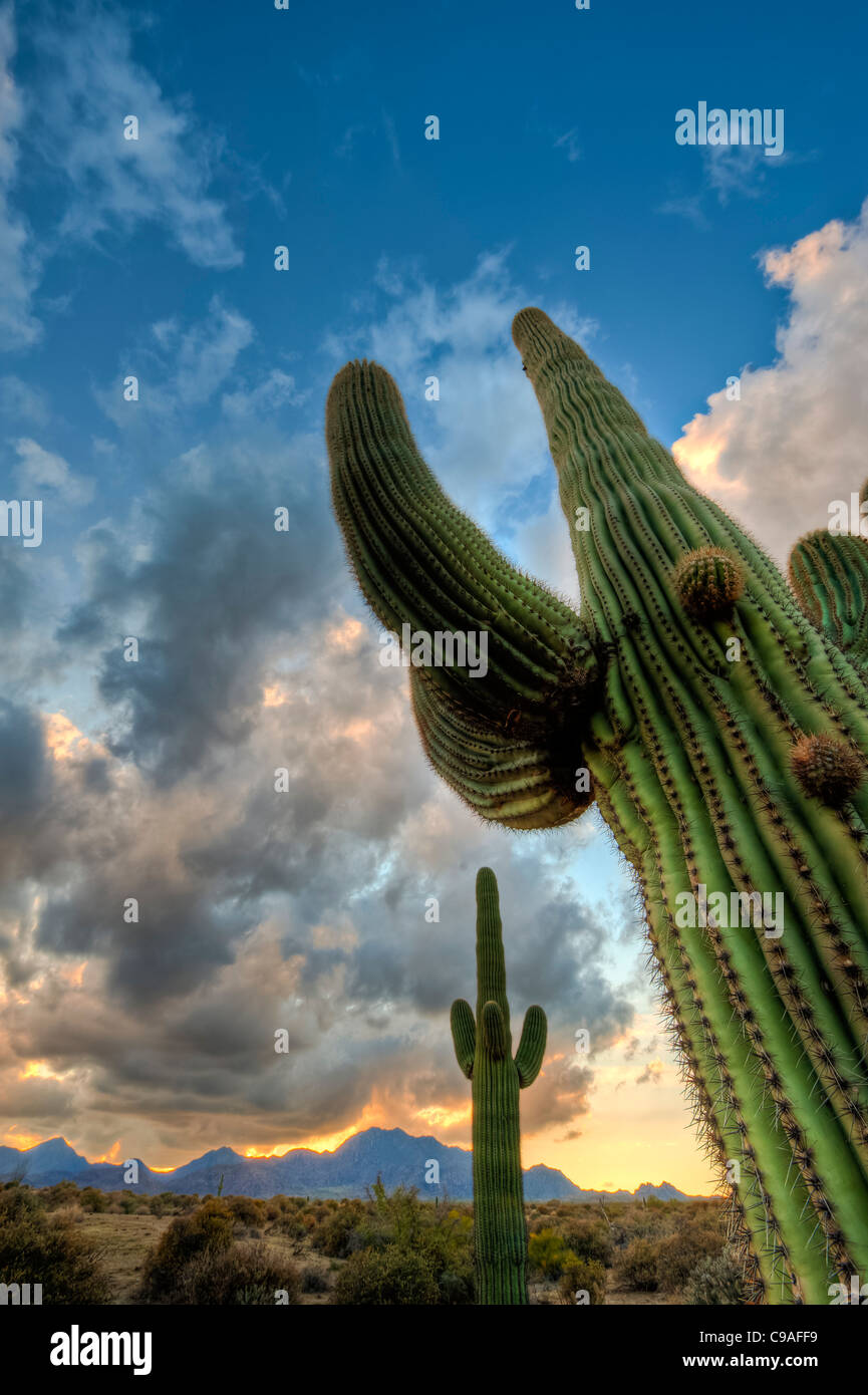 The saguaro ( /səˈwɑroʊ/; scientific name Carnegiea gigantea) is a ...