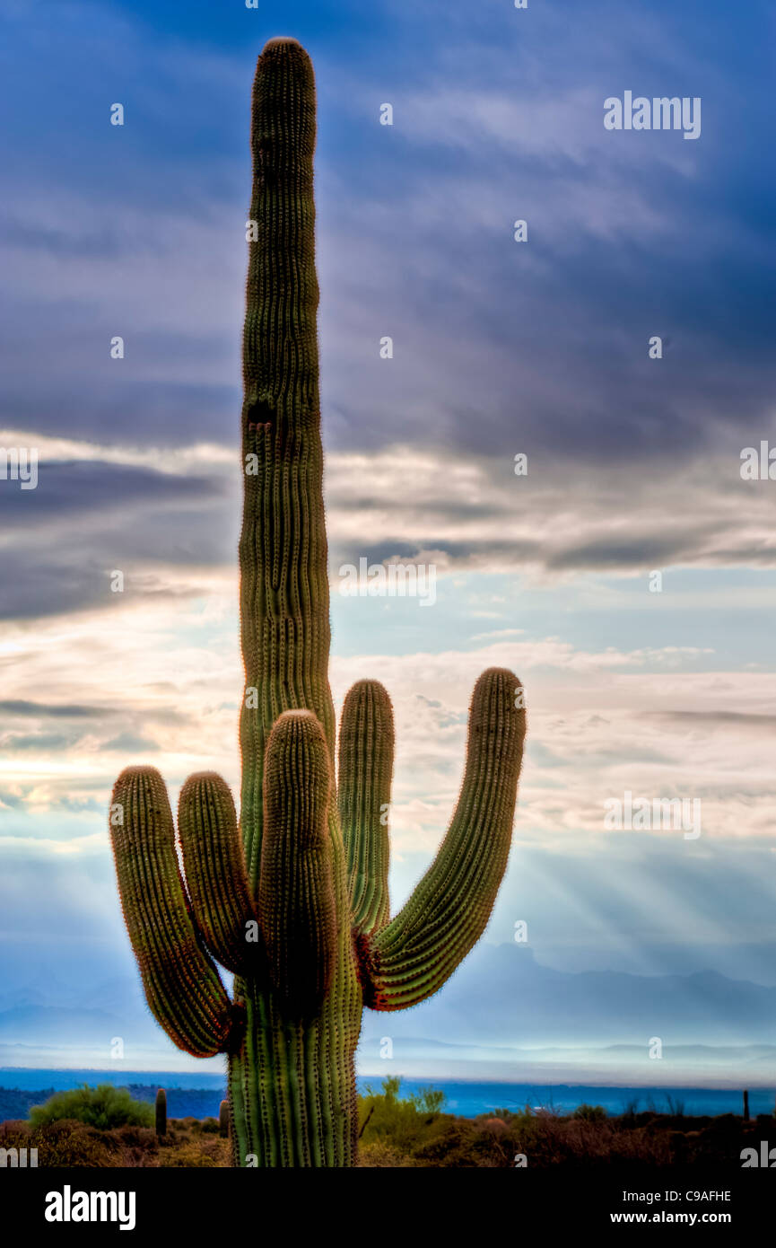 The saguaro ( /səˈwɑroʊ/; scientific name Carnegiea gigantea) is a ...