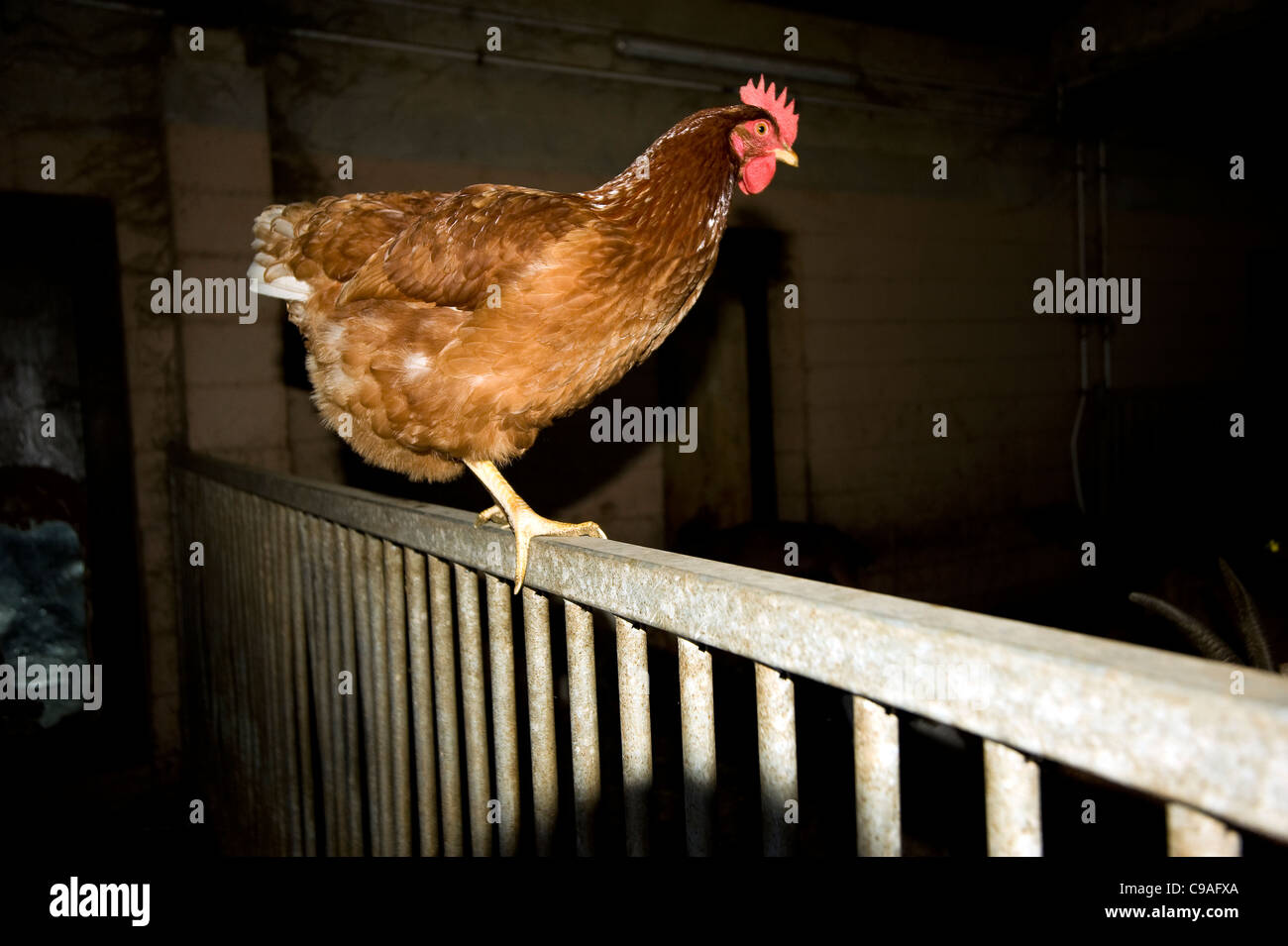 Hen stable hi-res stock photography and images - Alamy