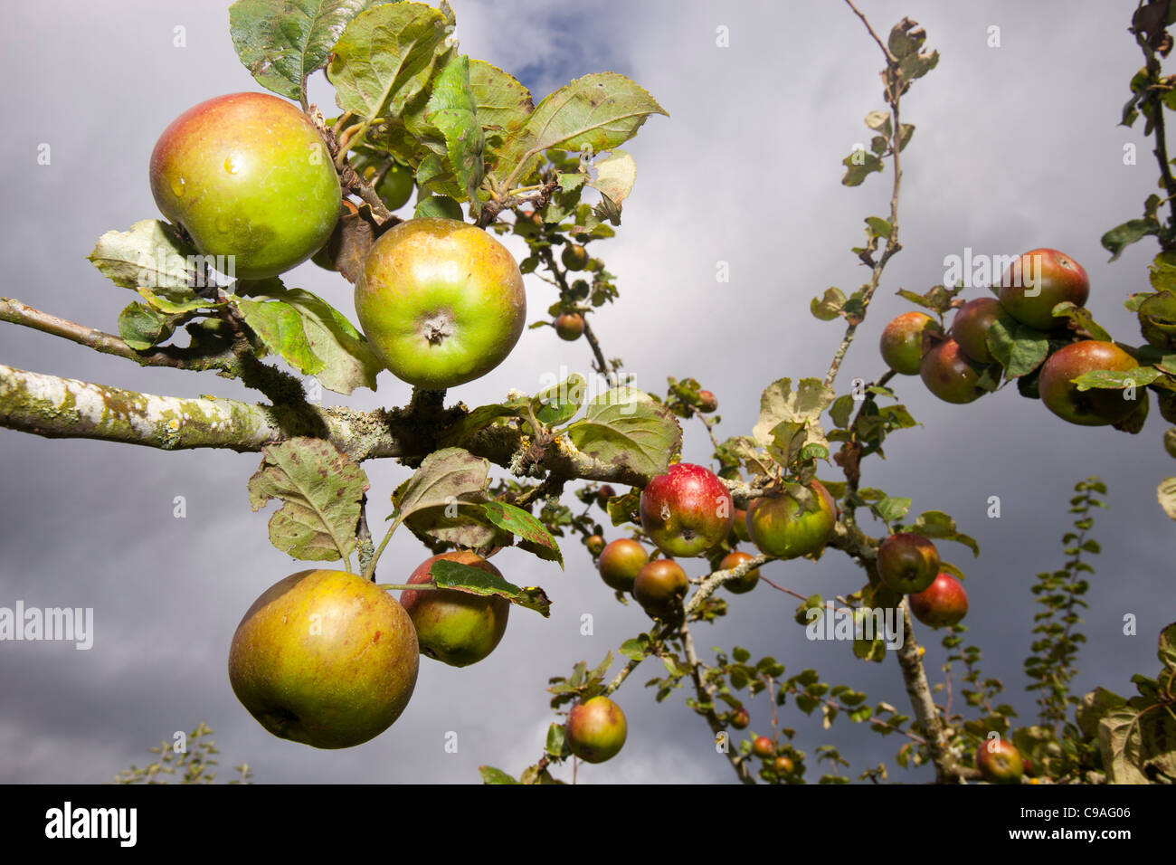 Acorn bank apples hi-res stock photography and images - Alamy