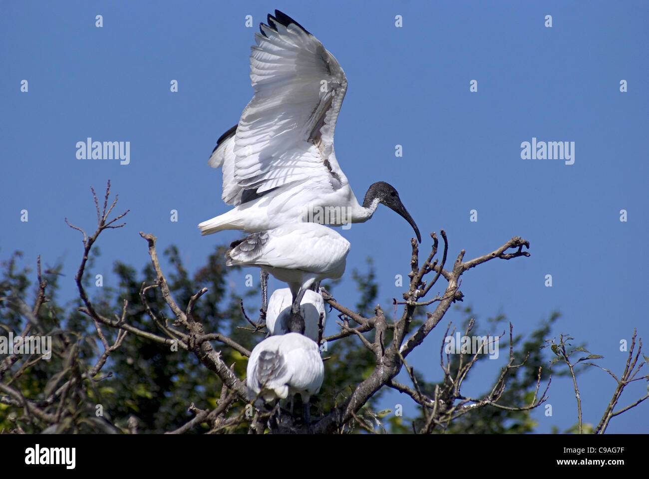 The black-headed ibis, also known as the Oriental white ibis, Indian ...