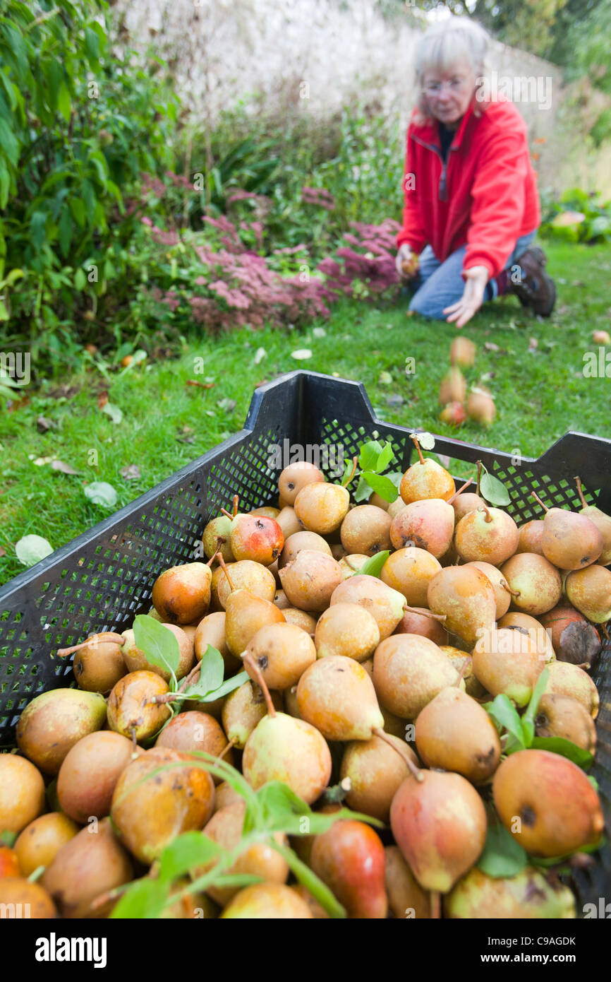 Pick fruit pear uk hi-res stock photography and images - Alamy