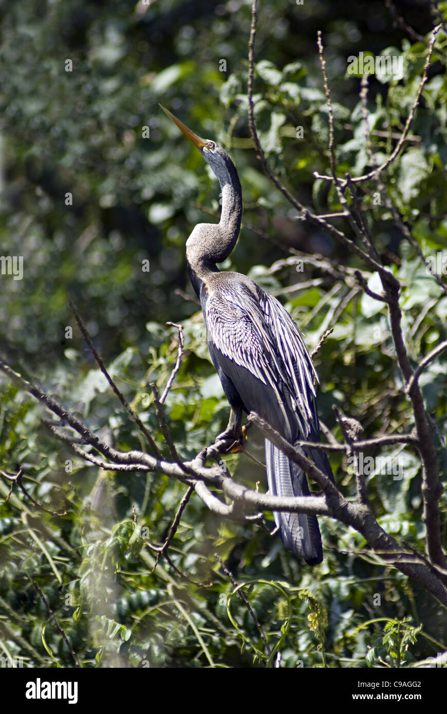 Oriental Darter or Indian Darter (Anhinga melanogaster ) at ...