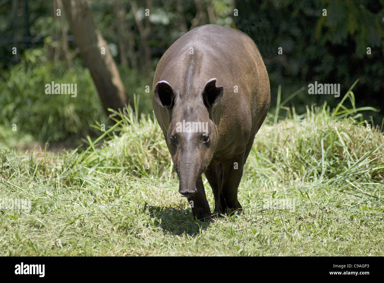 Antbear hi-res stock photography and images - Alamy