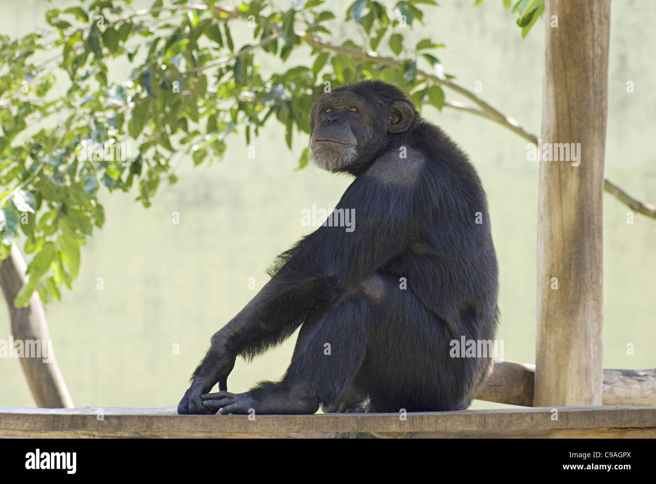 Monkey chimpanzee hi-res stock photography and images - Alamy