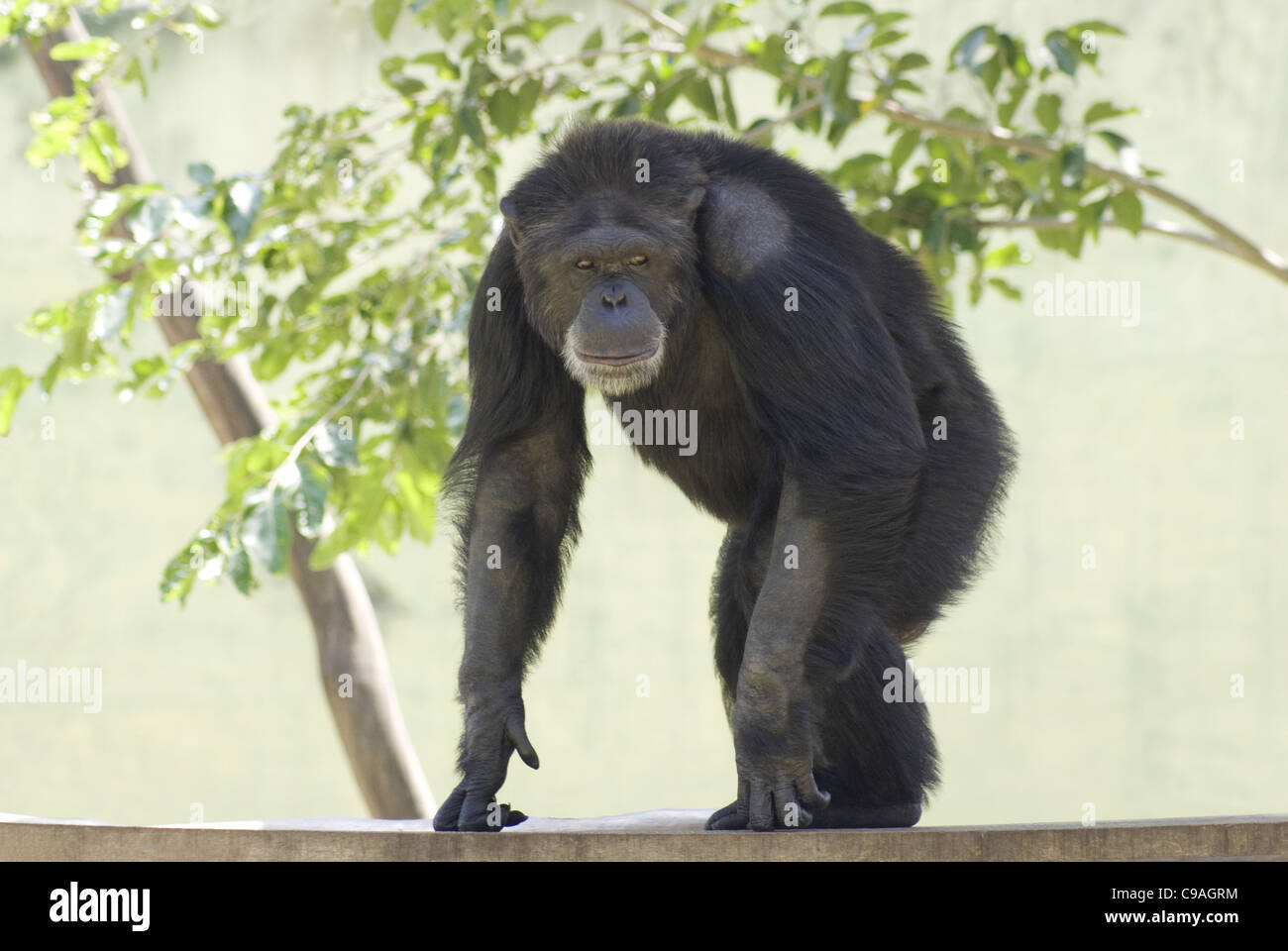 Walking chimp hi-res stock photography and images - Alamy