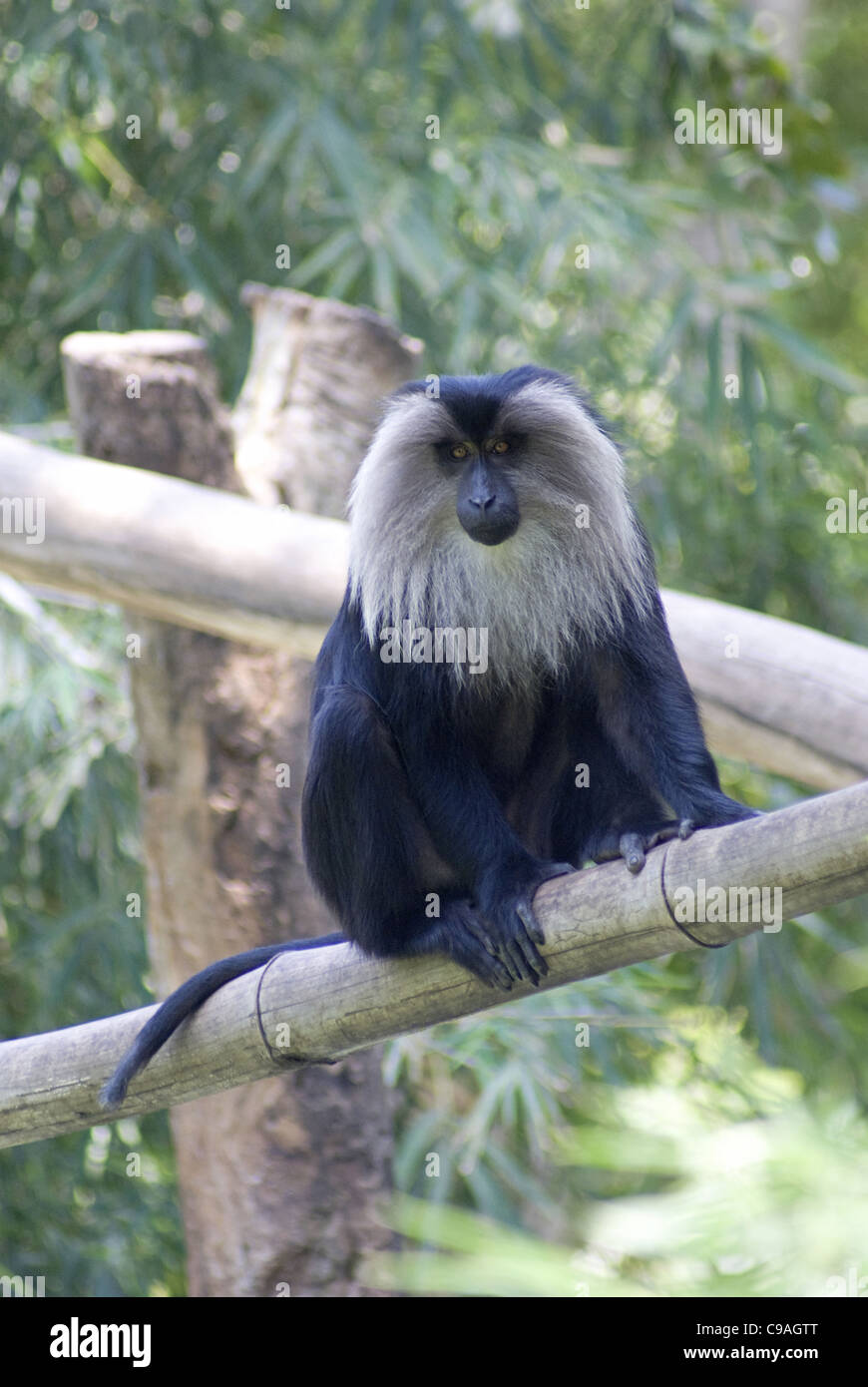 The Lion-tailed Macaque (Macaca silenus), Mysore Zoo Stock Photo - Alamy