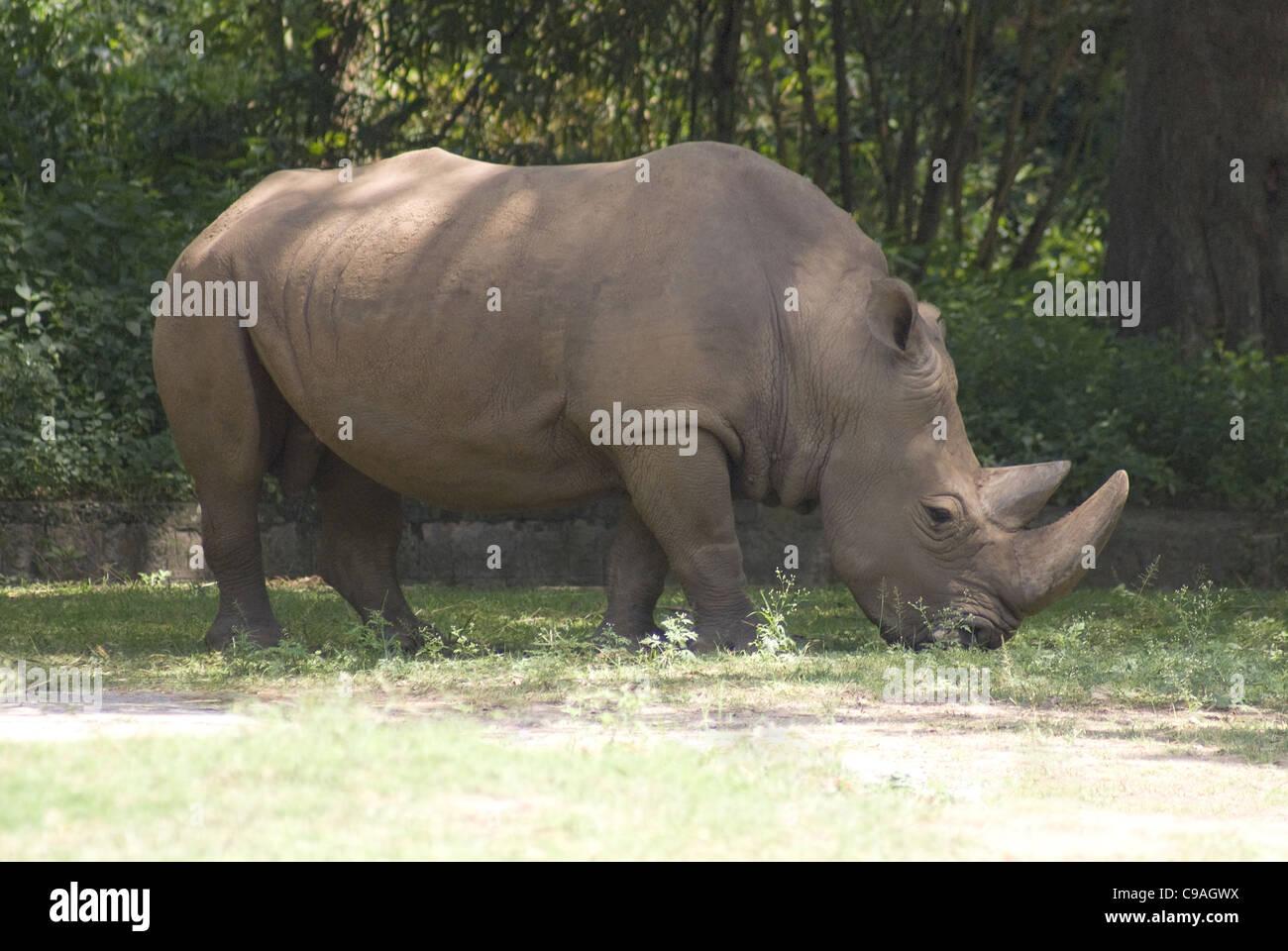 Indian One Horned Rhino High Resolution Stock Photography and Images ...