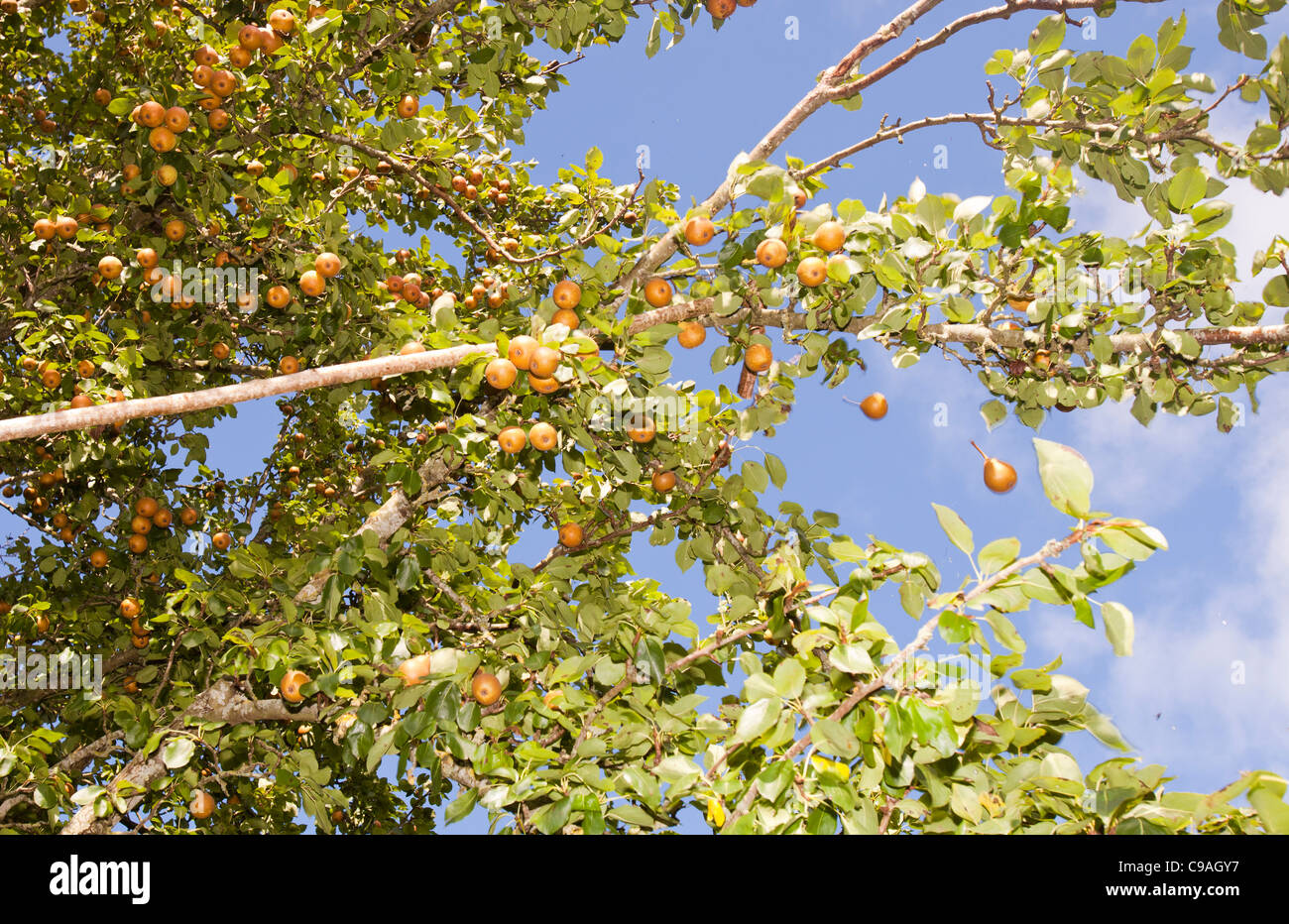 Falling Fruit Tree High Resolution Stock Photography and Images - Alamy