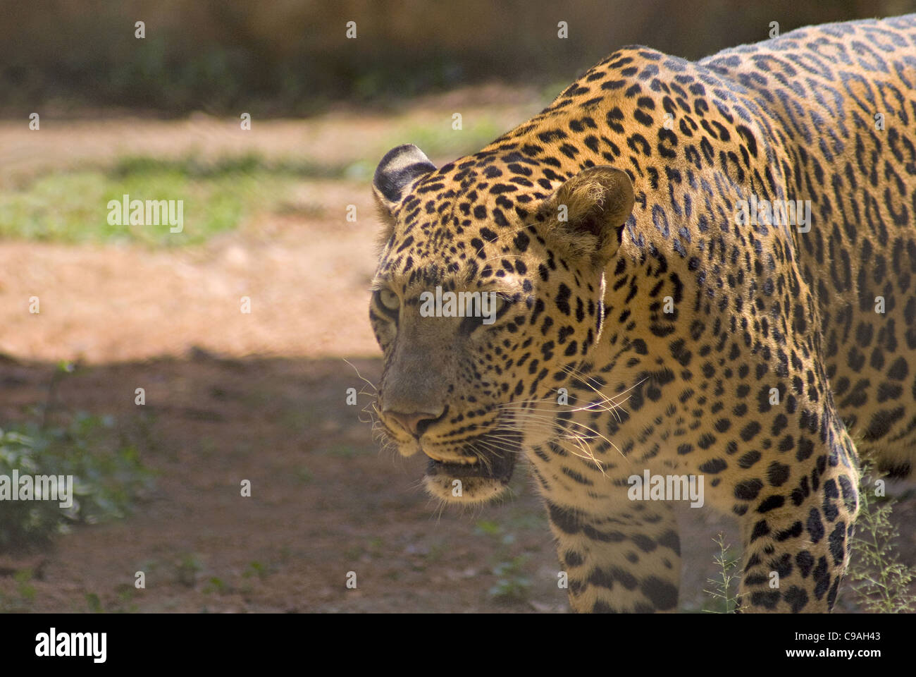 Leapord High Resolution Stock Photography and Images - Alamy