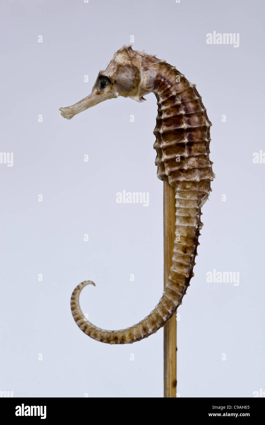 Cooked Sea Horse sold as snack at Donghuamen Night Market Beijing Stock ...