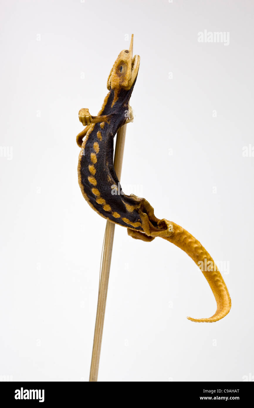 Fried Salamander on a stick at Donghuamen Night Market Beijing China ...