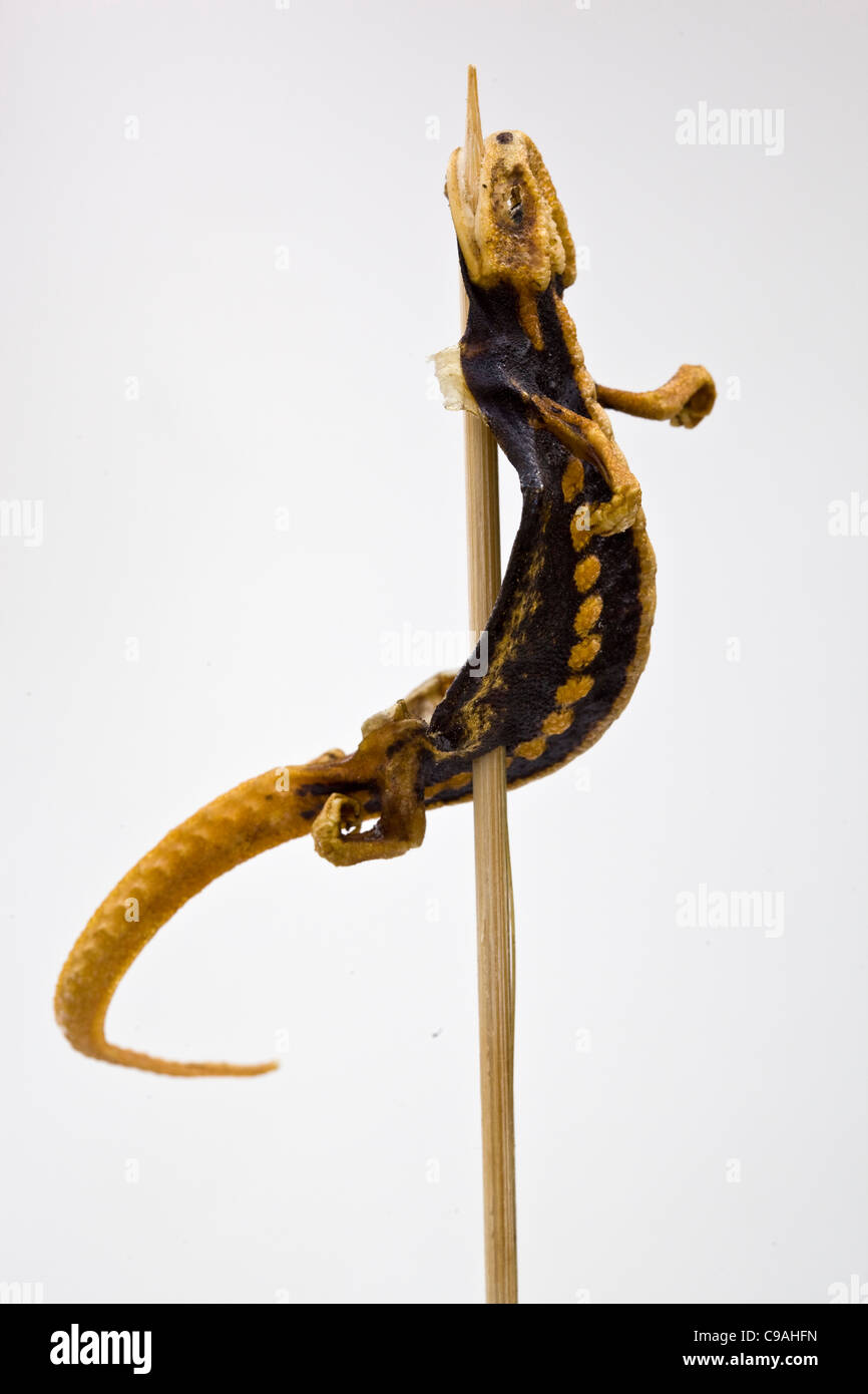 Fried Salamander on a stick at Donghuamen Night Market Beijing China ...