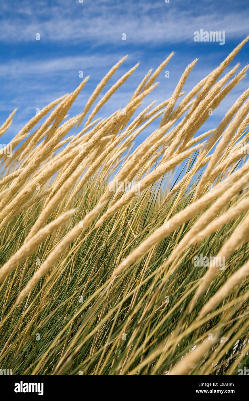 Beachgrass hi-res stock photography and images - Alamy