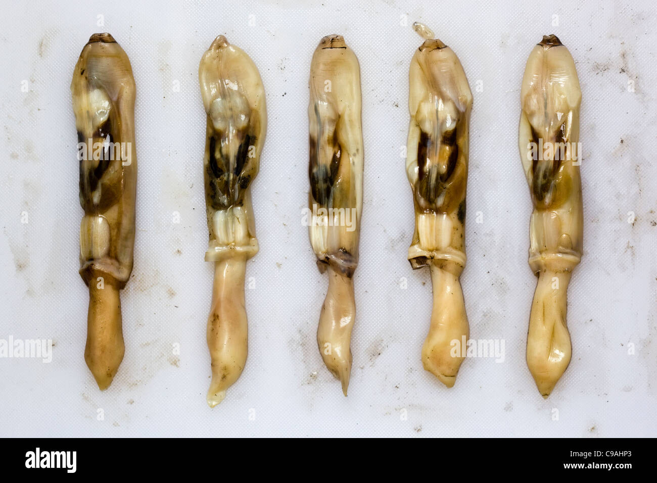 Cooked Razor Clams without shells - An example of the strange or weird ...