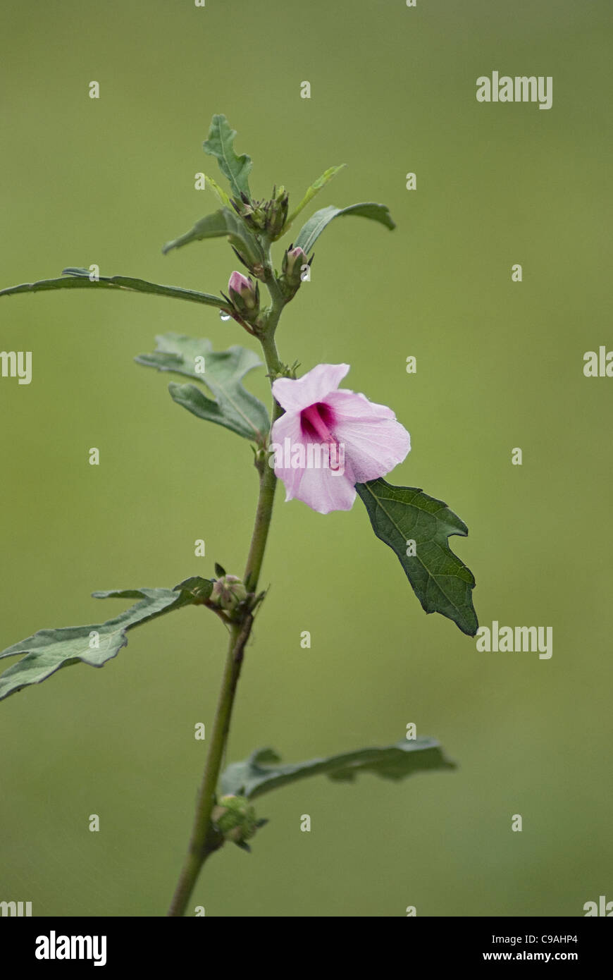 Indian flower hi-res stock photography and images - Alamy