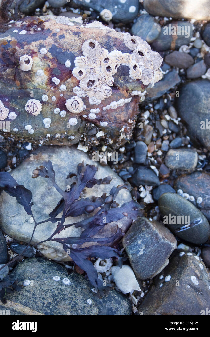 Barnacles beach hi-res stock photography and images - Alamy