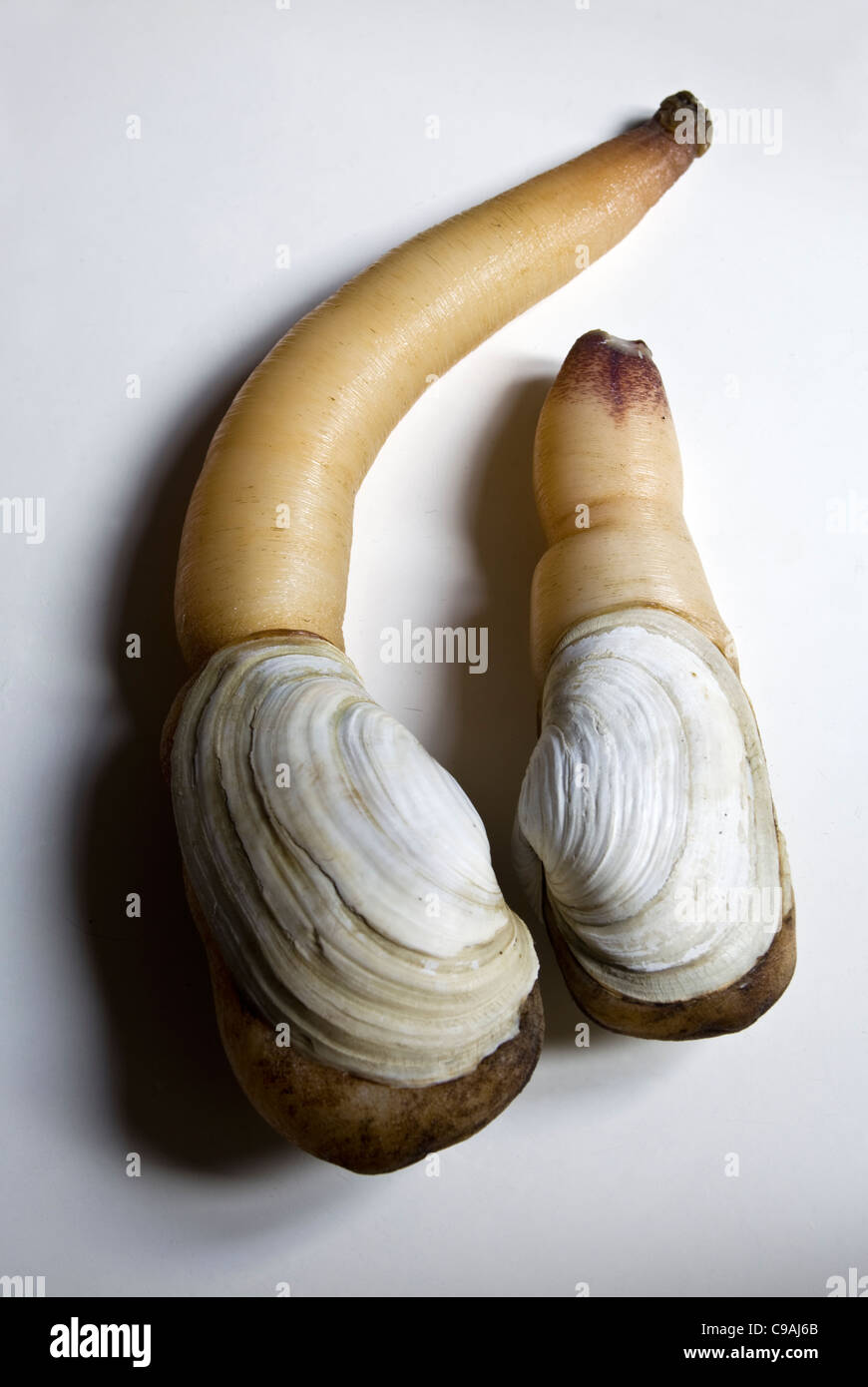 Geodock Clams - An example of the strange or weird food eaten by people ...